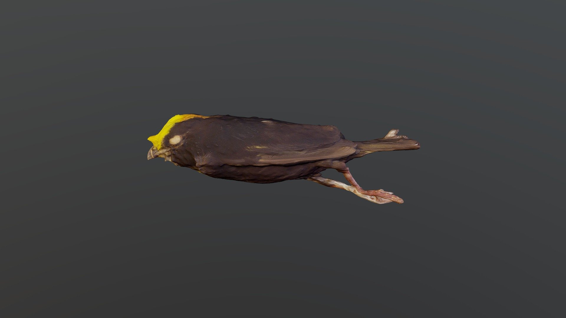 Golden-winged Manakin - Masius chrysopterus - Download Free 3D model by ...
