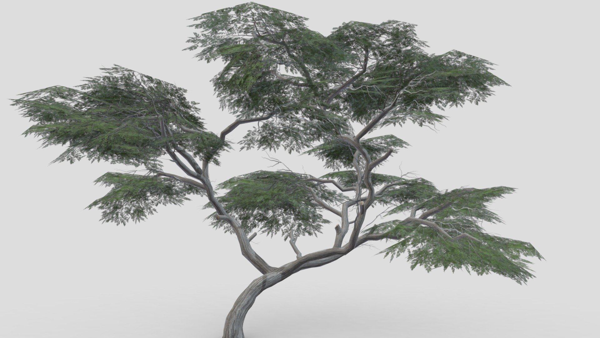 Acacia Tree-S20 - Buy Royalty Free 3D model by ASMA3D [c54fed2 ...
