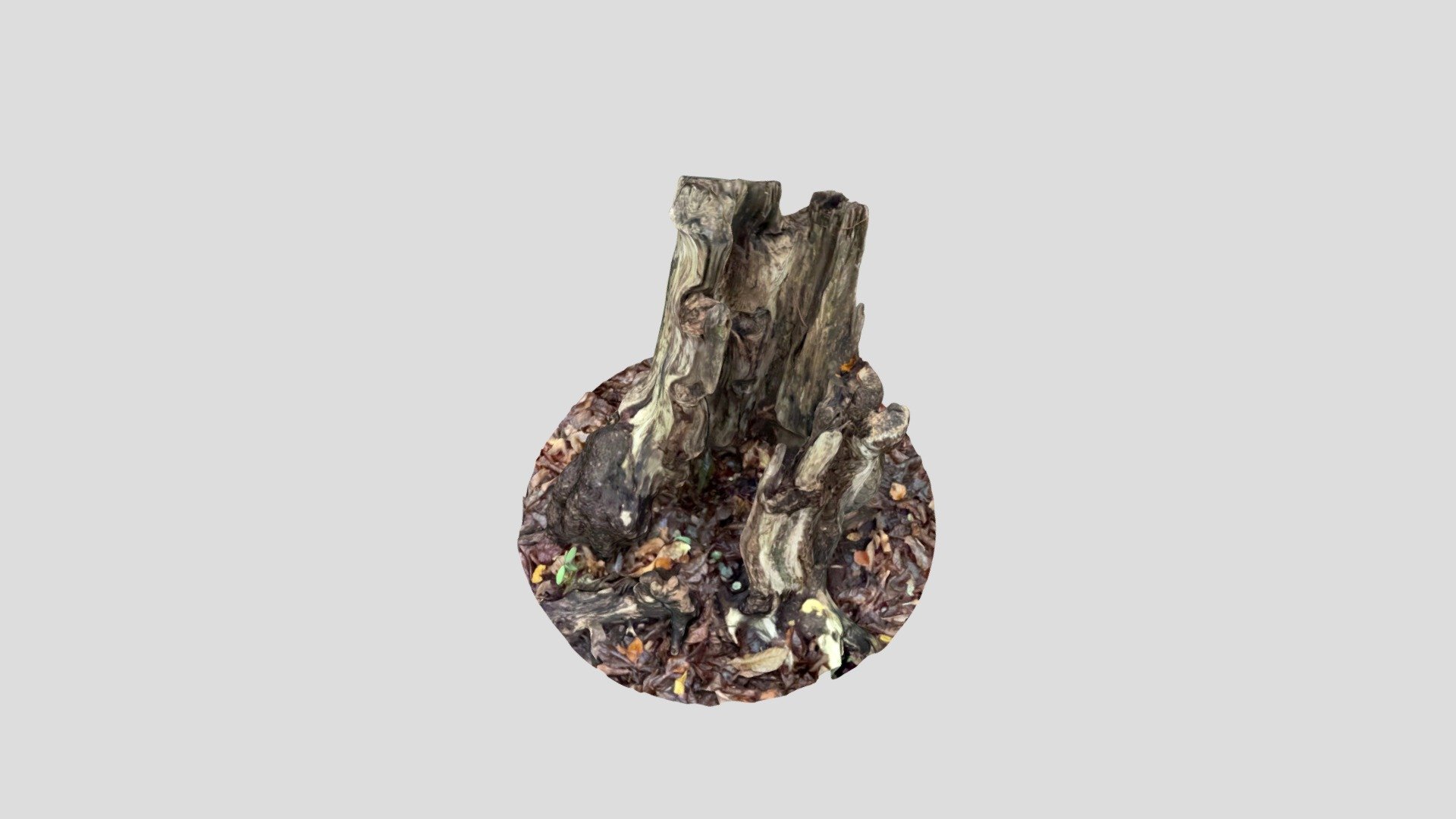 rotten trunk - 3D model by Timmy_lazer (@timothyvandelaar) [c5501d8 ...