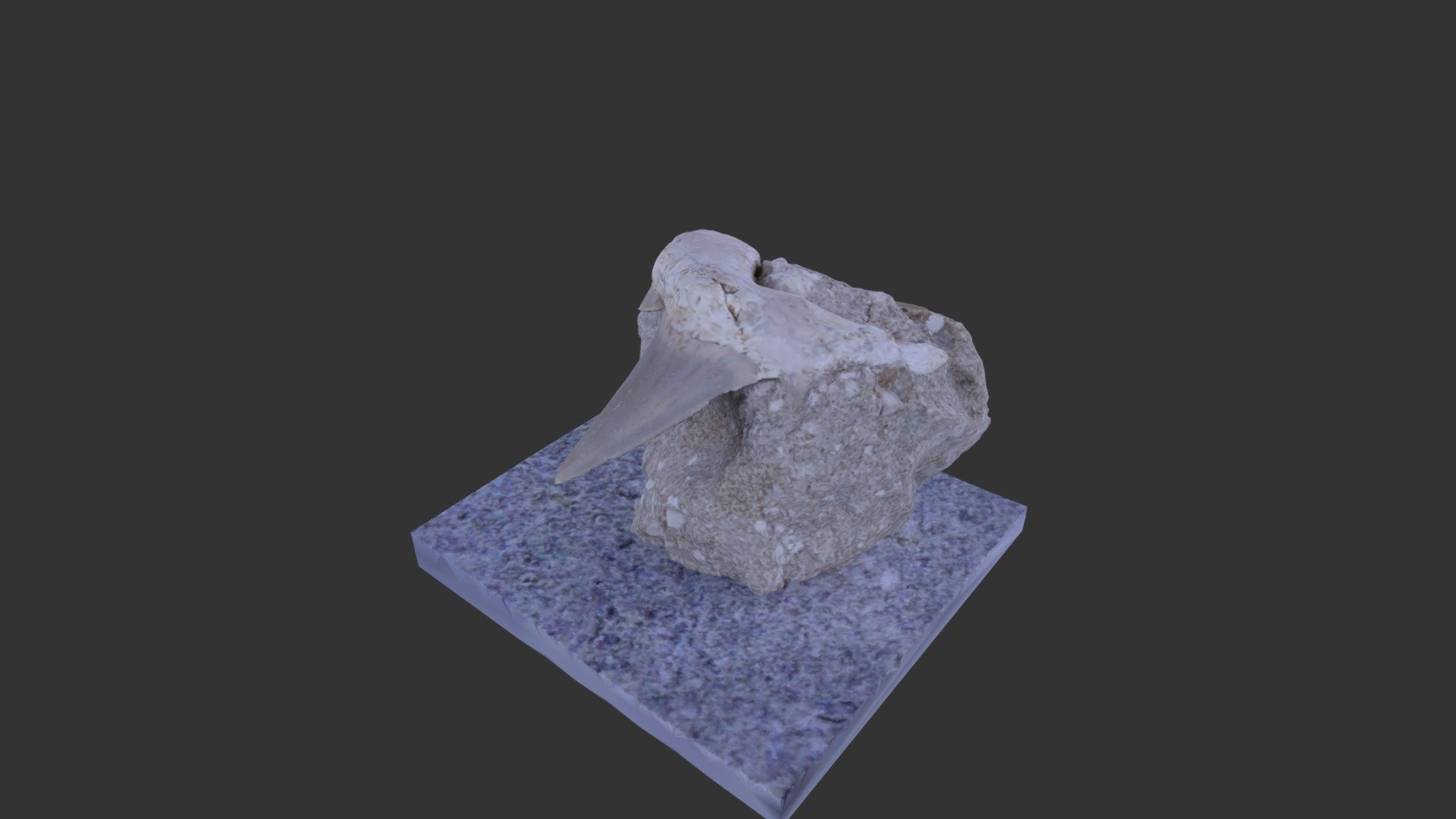 Otodus Fossil Tooth - Download Free 3D model by spasquale [c550f2b ...