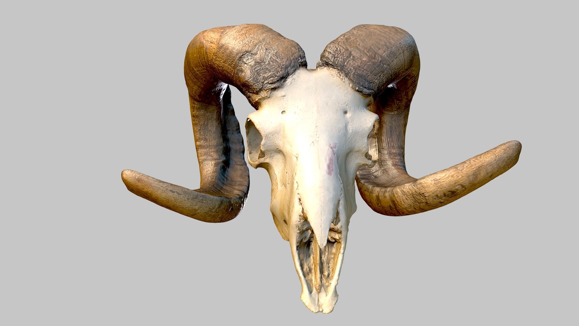 Sheep Skull - Buy Royalty Free 3D model by MADD Designs (@TDModel ...
