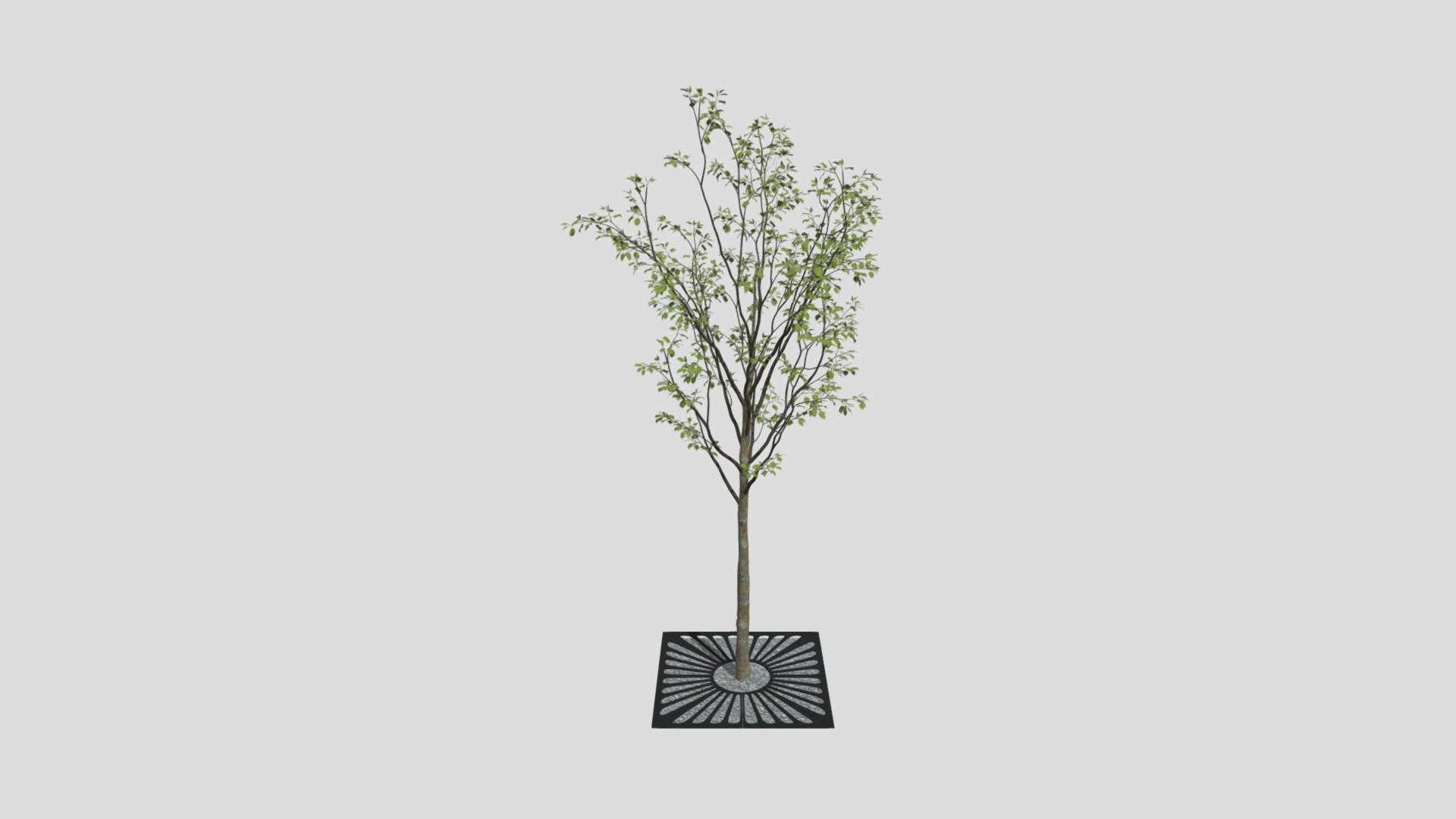 tree 24 AM207 Archmodel - Buy Royalty Free 3D model by Evermotion ...