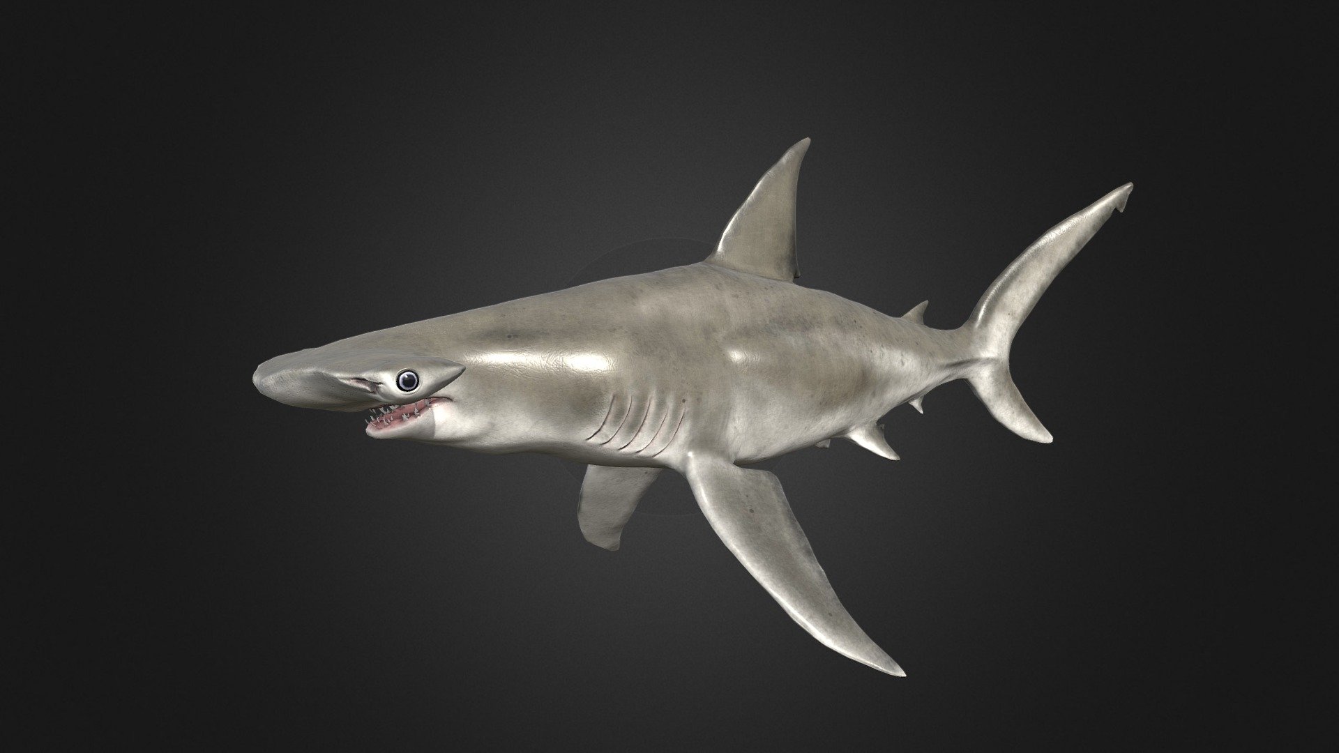 Hammerhead Shark - Buy Royalty Free 3D model by Rifat3D [c558d6f ...