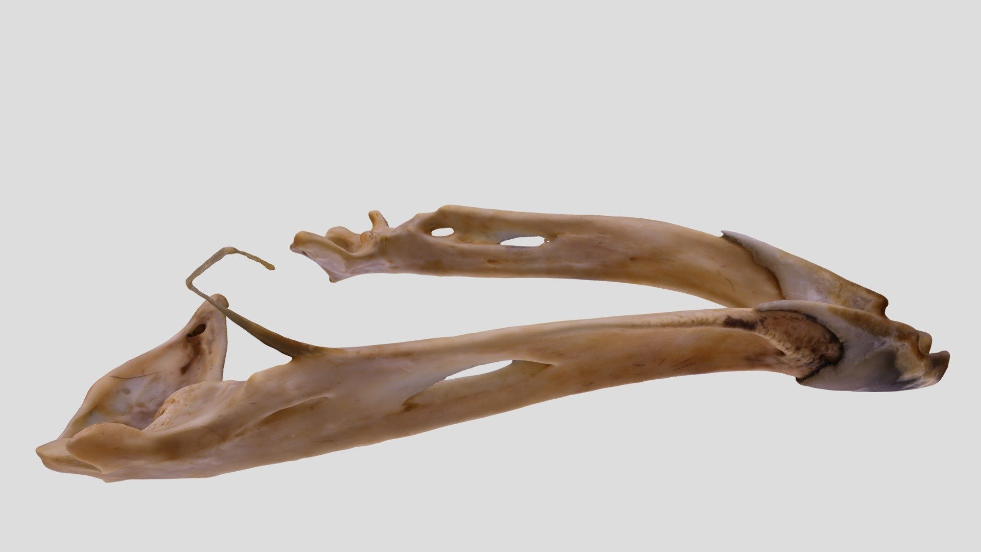 UWYMV:Bird:4253, Falco mexicanus, mandible - Download Free 3D model by ...