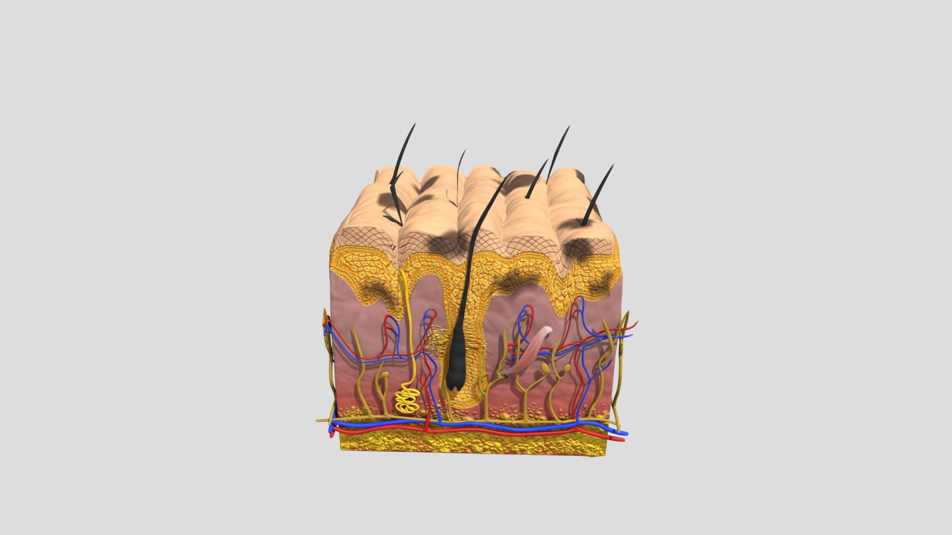 Aging skin - 3D model by lilithllx426 [c55d2e7] - Sketchfab
