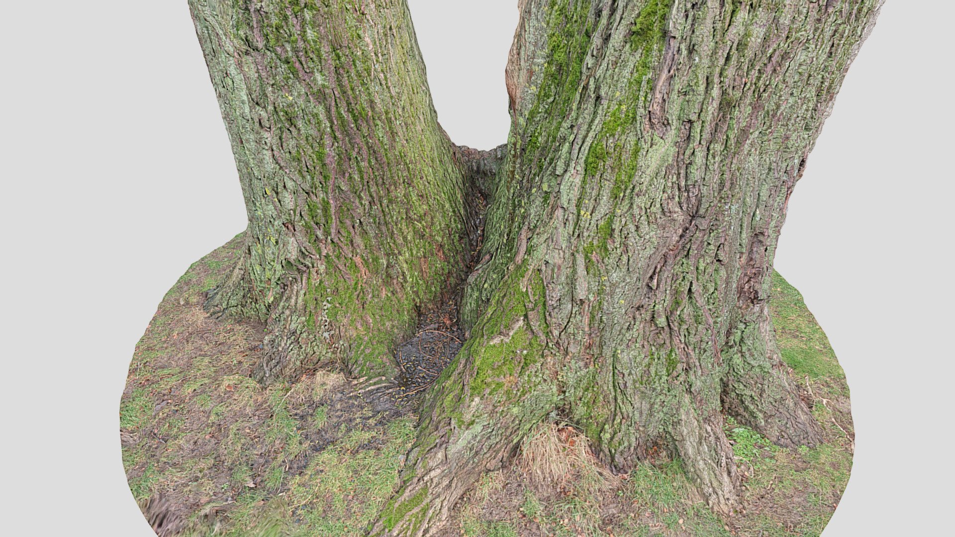 Tree scan 8k 011 - Buy Royalty Free 3D model by immerge [c570d4b ...