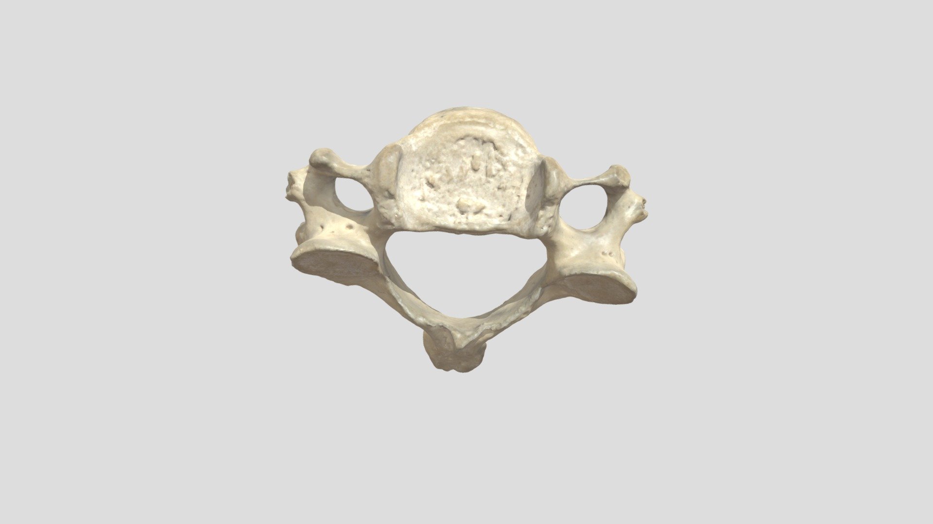 C4 - 3D model by Universiteit Antwerpen (@marjanmaldoy) [c5737d0 ...