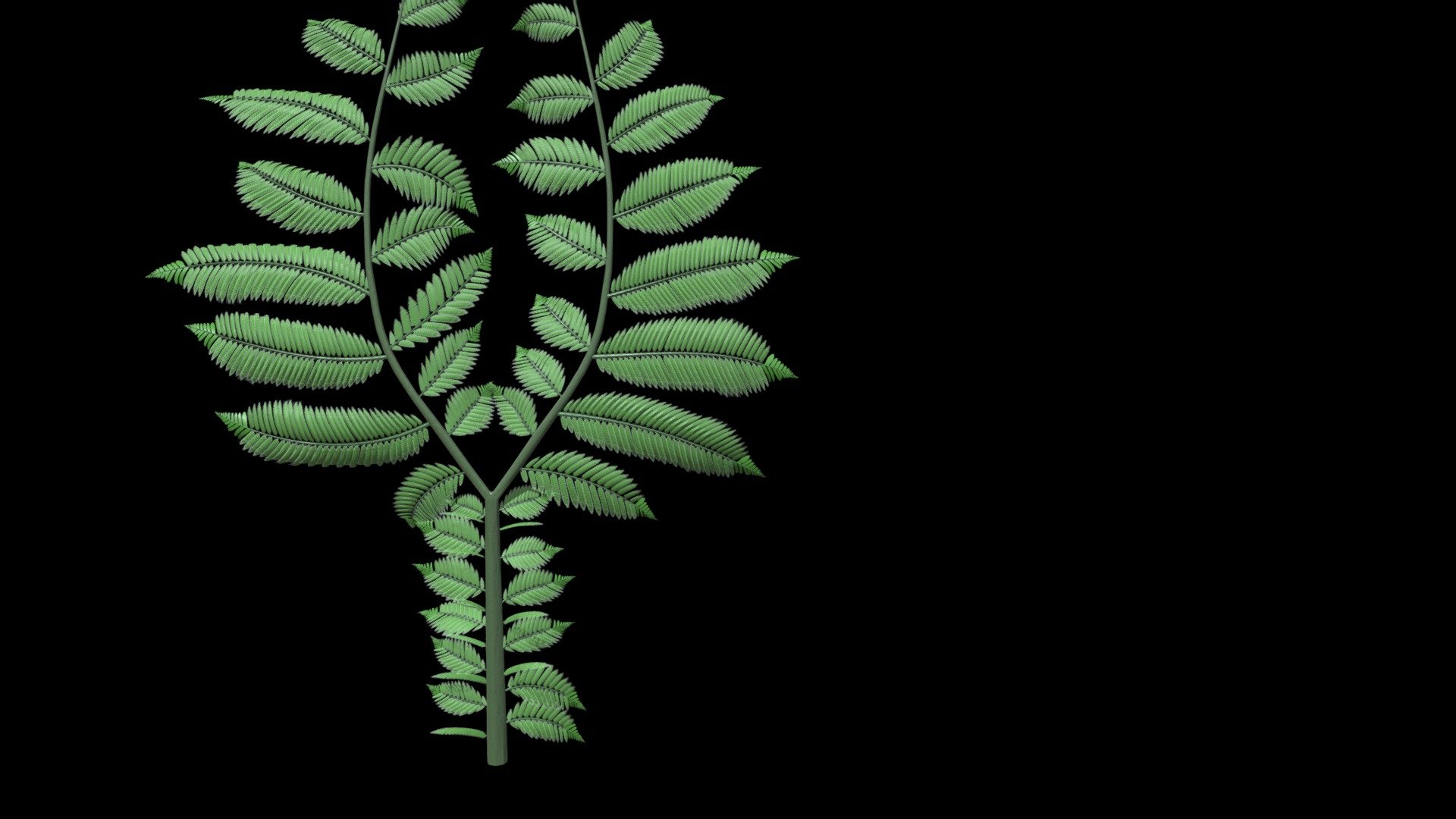 Medullosa Stellata - 3D model by anthodon [c575f78] - Sketchfab