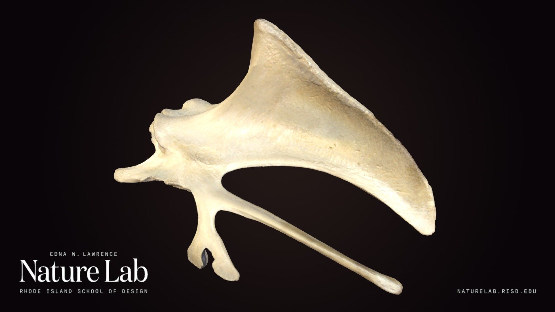 Turkey Breast Bone - Download Free 3D model by RISD Nature Lab ...