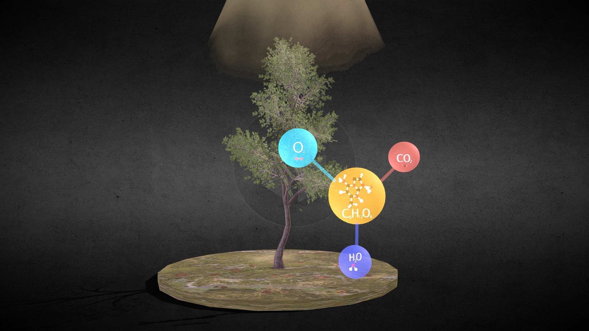 Photosynthesis Tree - Buy Royalty Free 3D model by arloopa [c57bfd3 ...