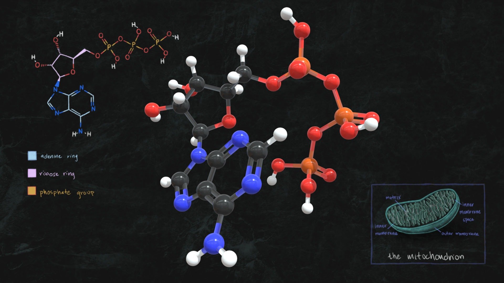 Adenosine Triphosphate (ATP) - 3D model by University of Dundee, CAHID ...