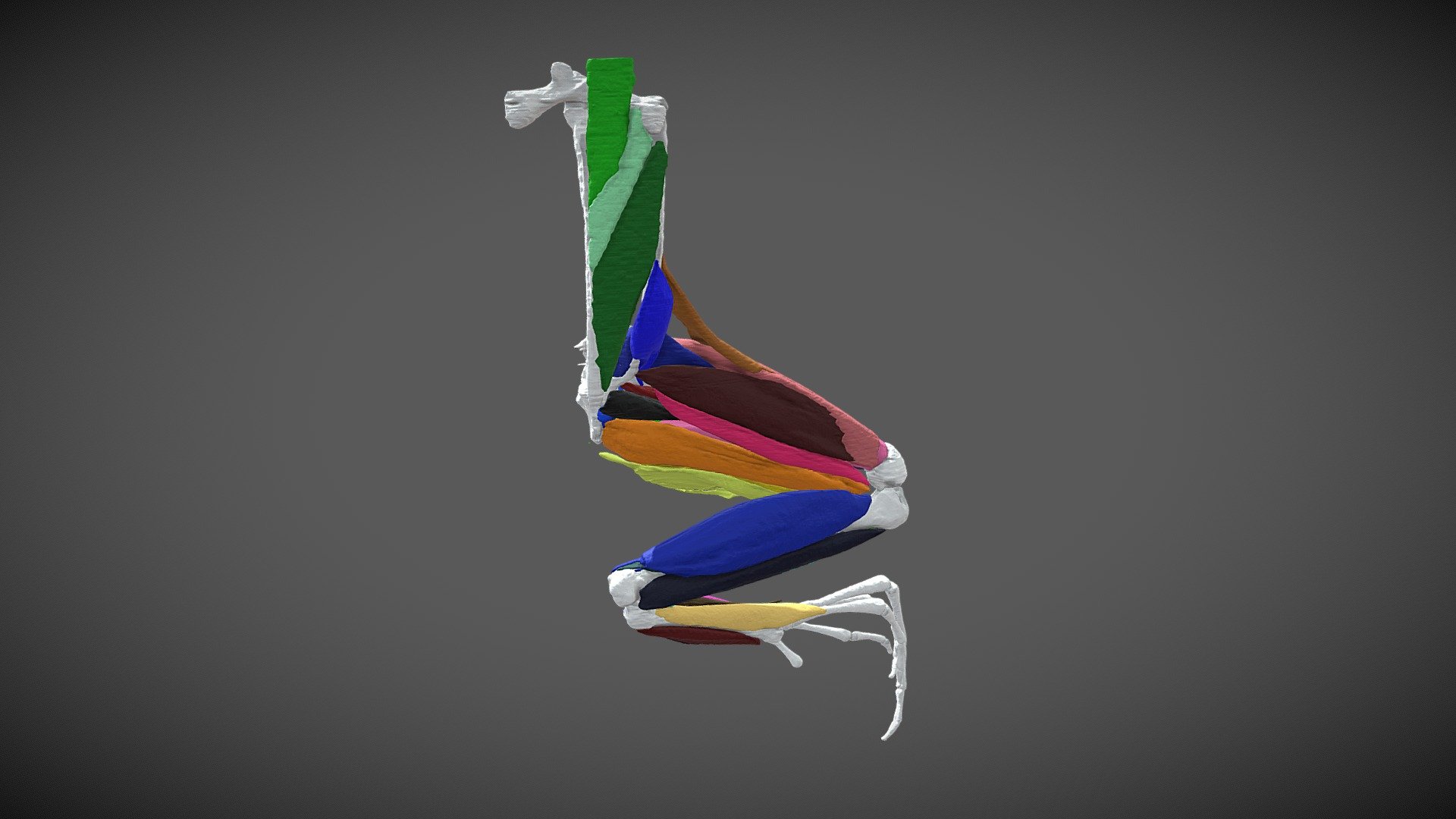 Telmatobius brevipes - diceCT frog - 3D model by The Leavey Lab ...