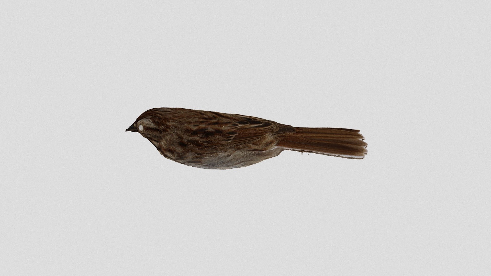 Bird Test - Download Free 3D model by mnaglak [c585834] - Sketchfab