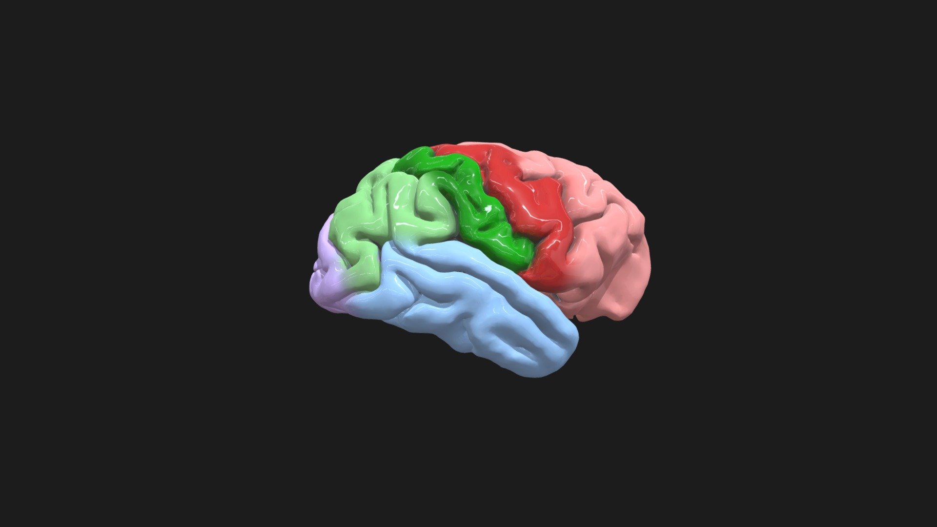 Orangutan Brain Labeled - 3D model by VISIBLE APE PROJECT ...