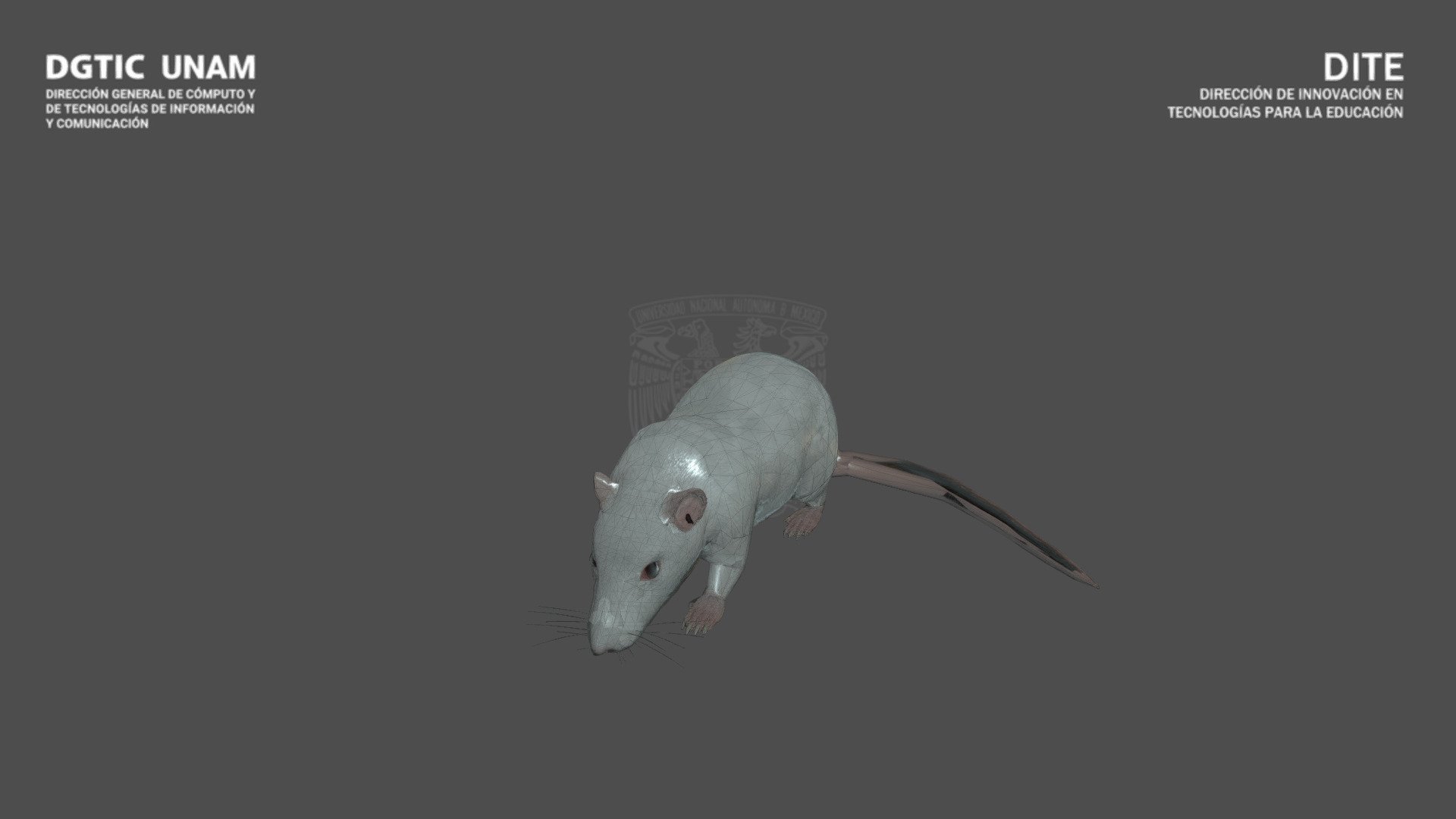 Rata - 3D model by Colección de modelos 3d (@DRDE_UNAM) [c5902c9 ...