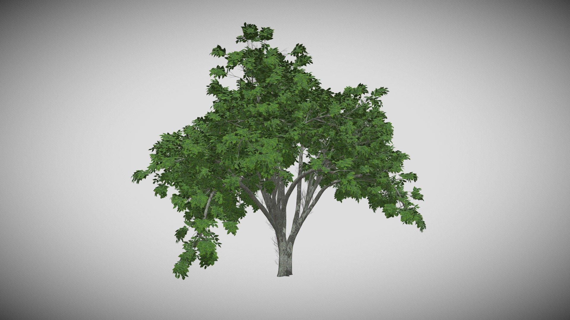 American Elm Tree - Buy Royalty Free 3D model by DATEC_Studio [c596c83 ...