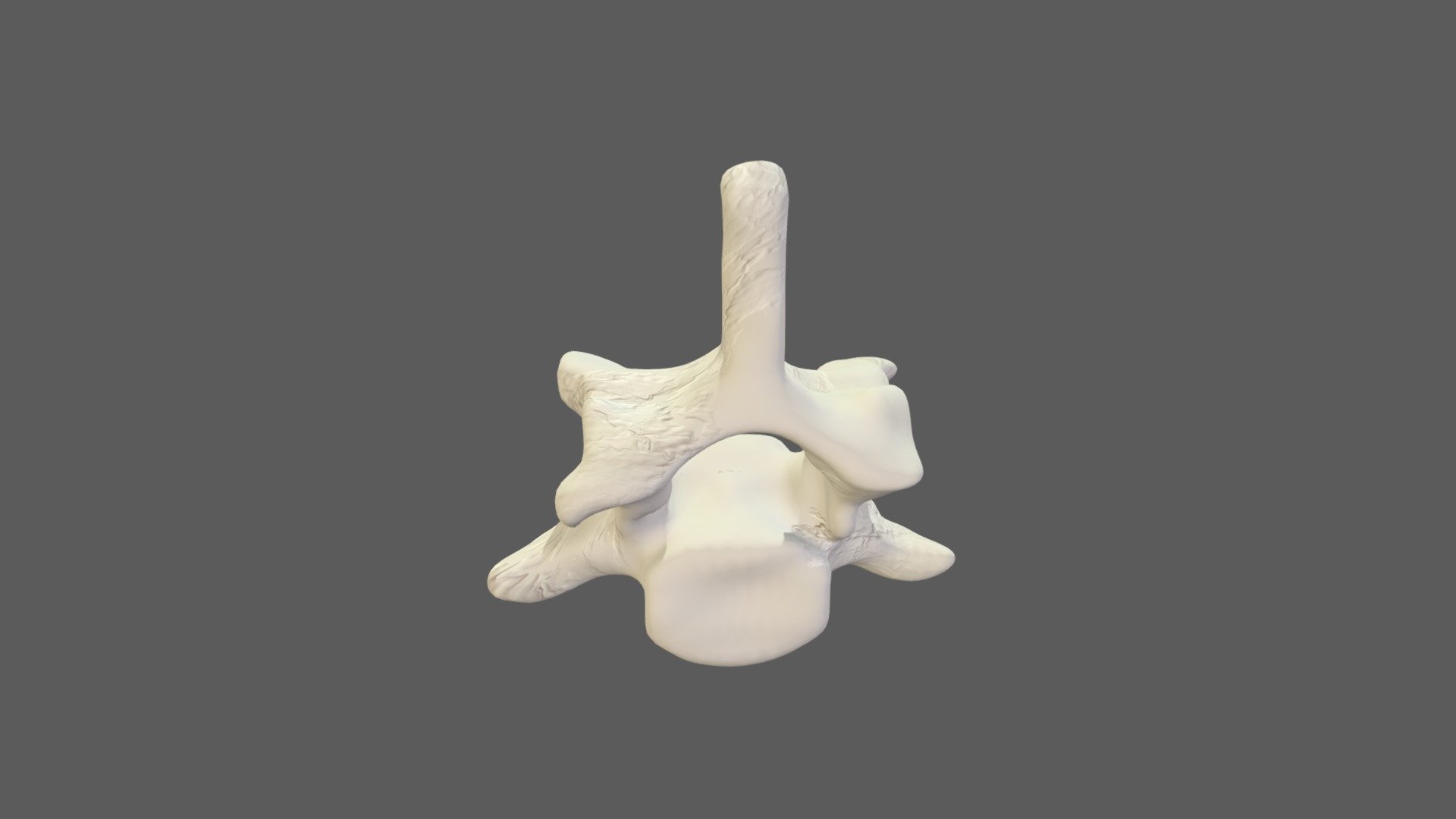 Canine C7_Vertebra - 3D model by VetVis3D [c59cec3] - Sketchfab