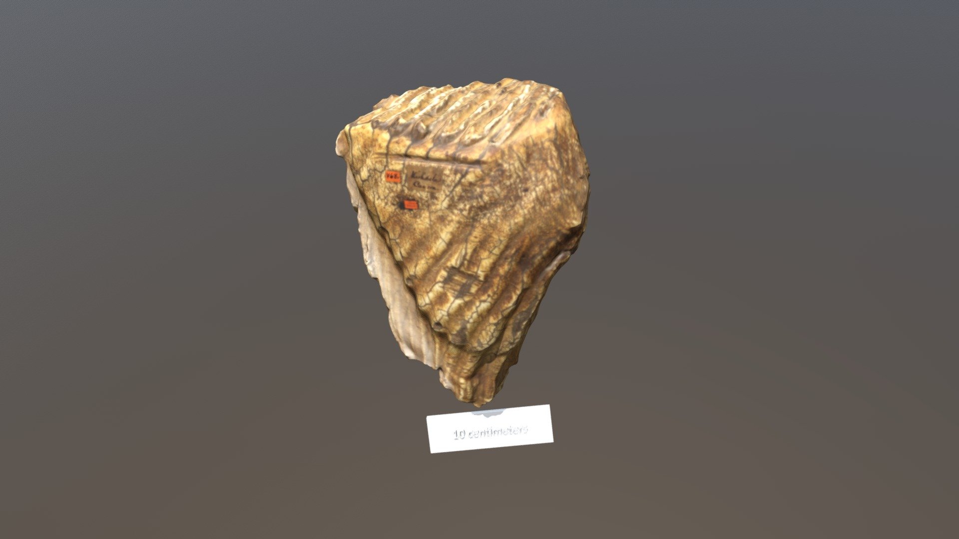 Elephant Molar (VCU_3D_3638) - Download Free 3D model by Virtual ...