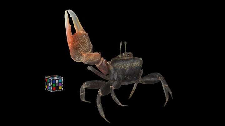 Fiddler 3D models - Sketchfab