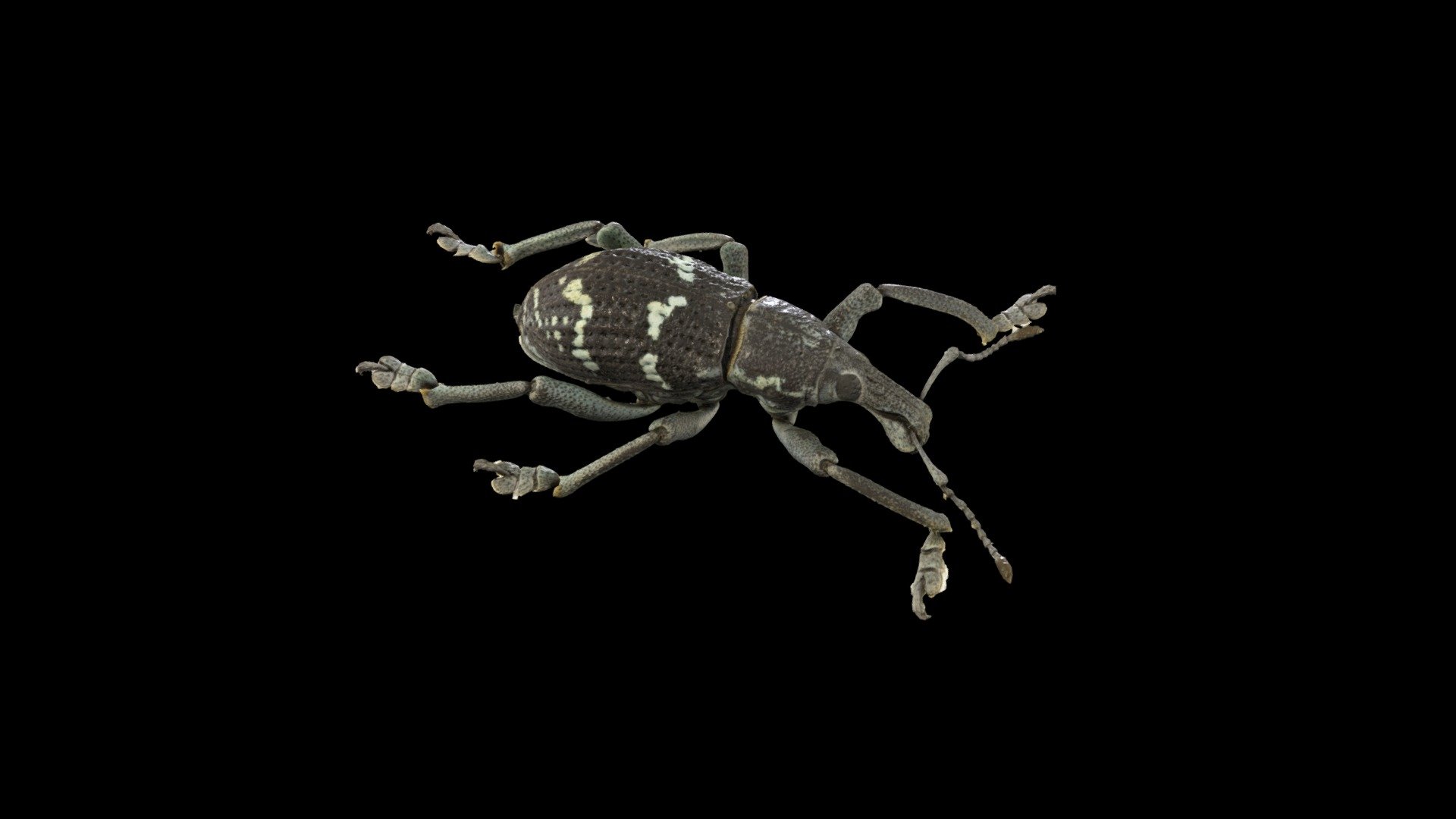 Eupholus Linnei (blue weevil) Specimen - 3D model by jhdoyle [c5a21da ...