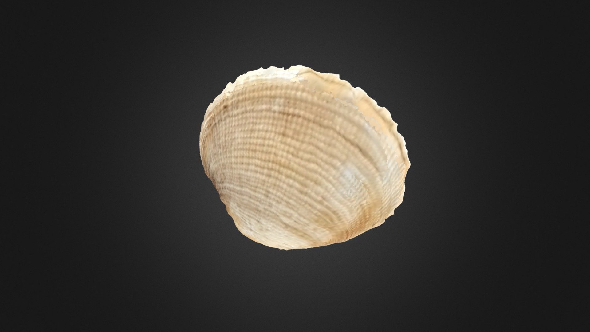 Periglypta puerpera (Linné, 1771) Ngao puêrera - 3D model by 3D ...