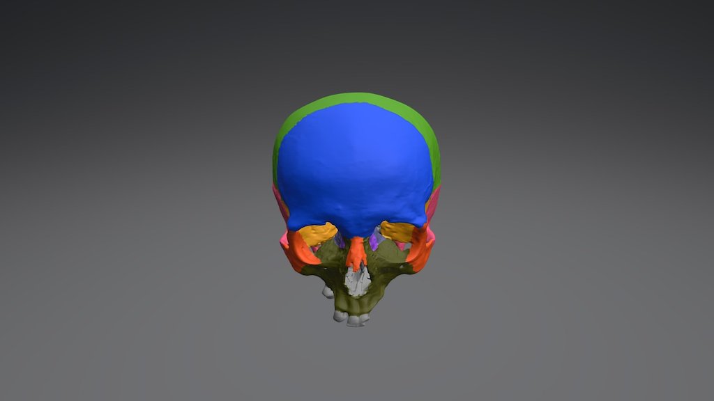 Cráneo Humano - 3D model by Clínica 3D (@clinica3d) [c5aa6e8] - Sketchfab