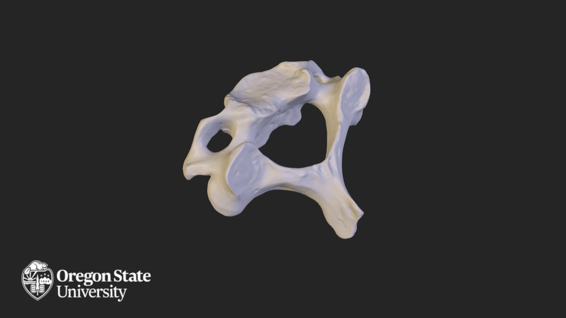 Cervical vertebra - C3 - Download Free 3D model by Oregon State ...