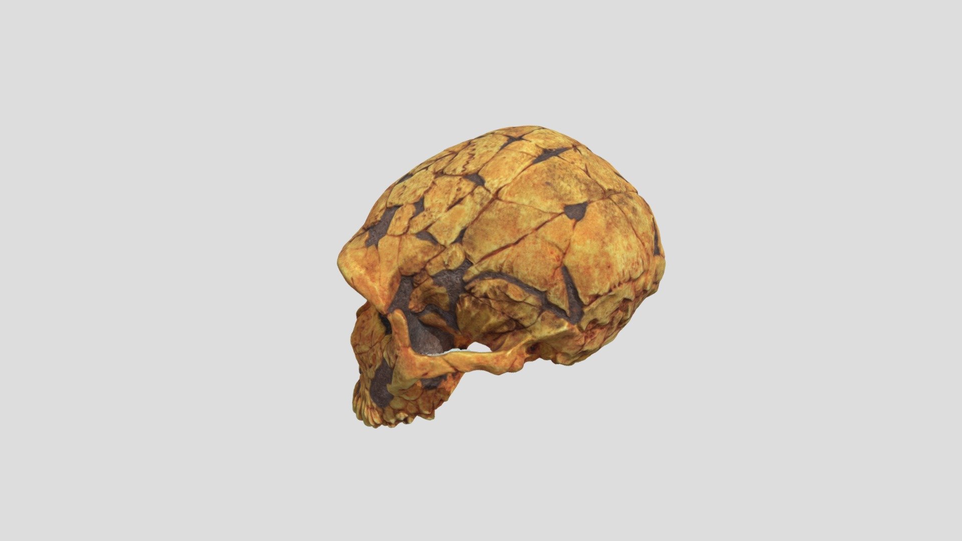 Homo Neanderthal 3d Model By Jorge Zárate Habiliscrew C5b1884 Sketchfab