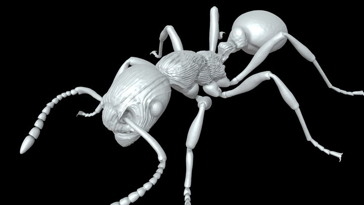 Ant 3D models - Sketchfab