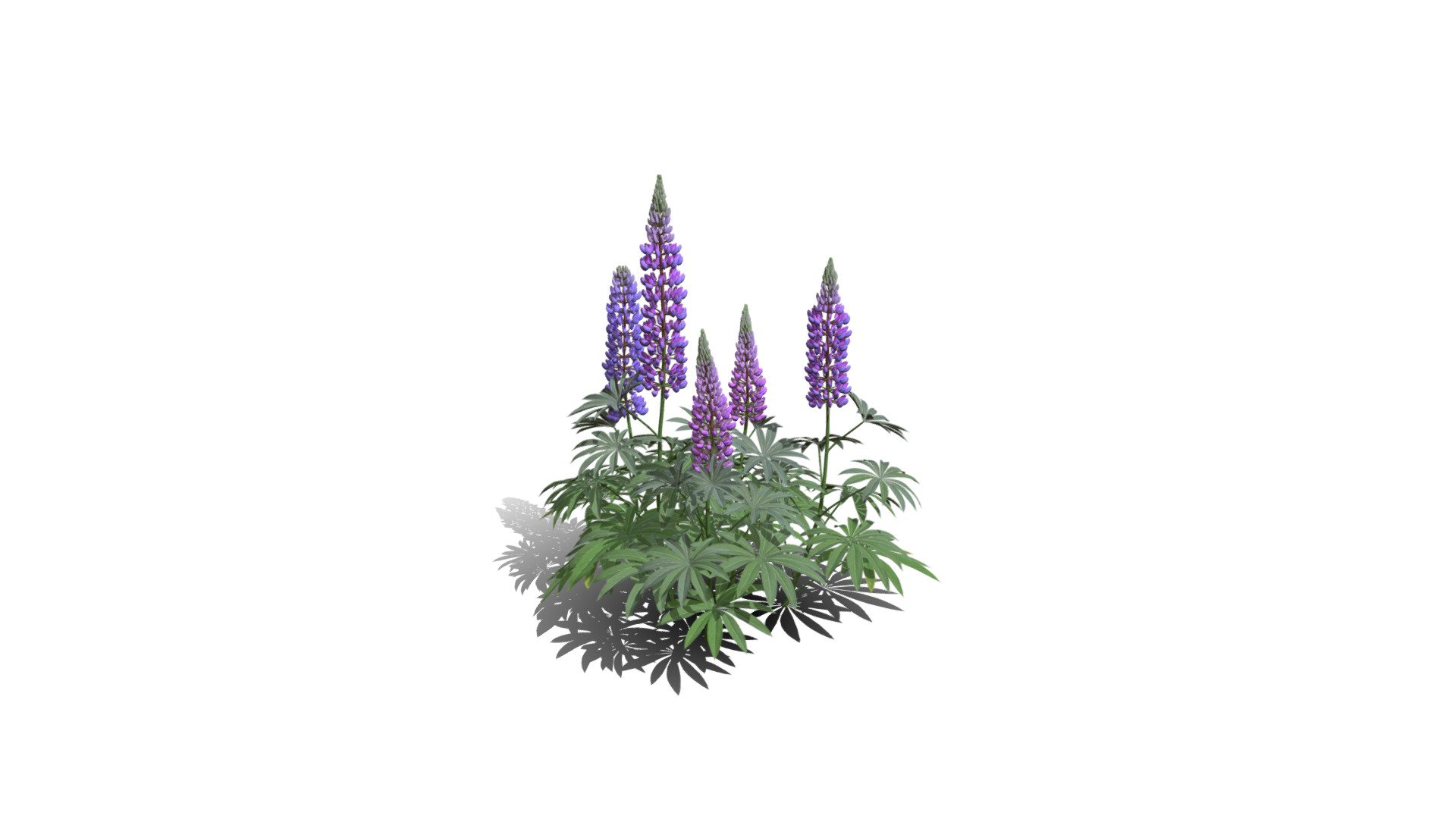 Realistic HD Large-leaved lupine (2/18) - Buy Royalty Free 3D model by ...