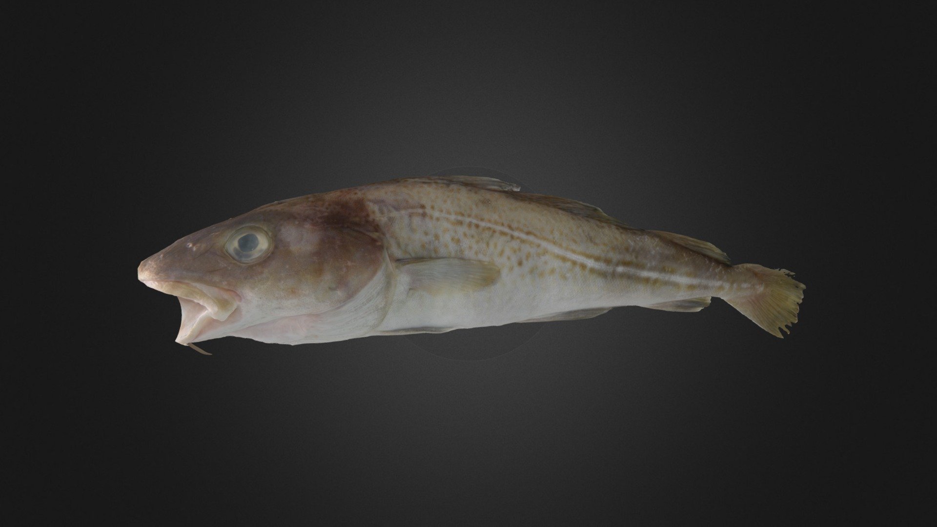 Cod - Download Free 3D model by Amy Scott-Murray (@amyscottmurray ...