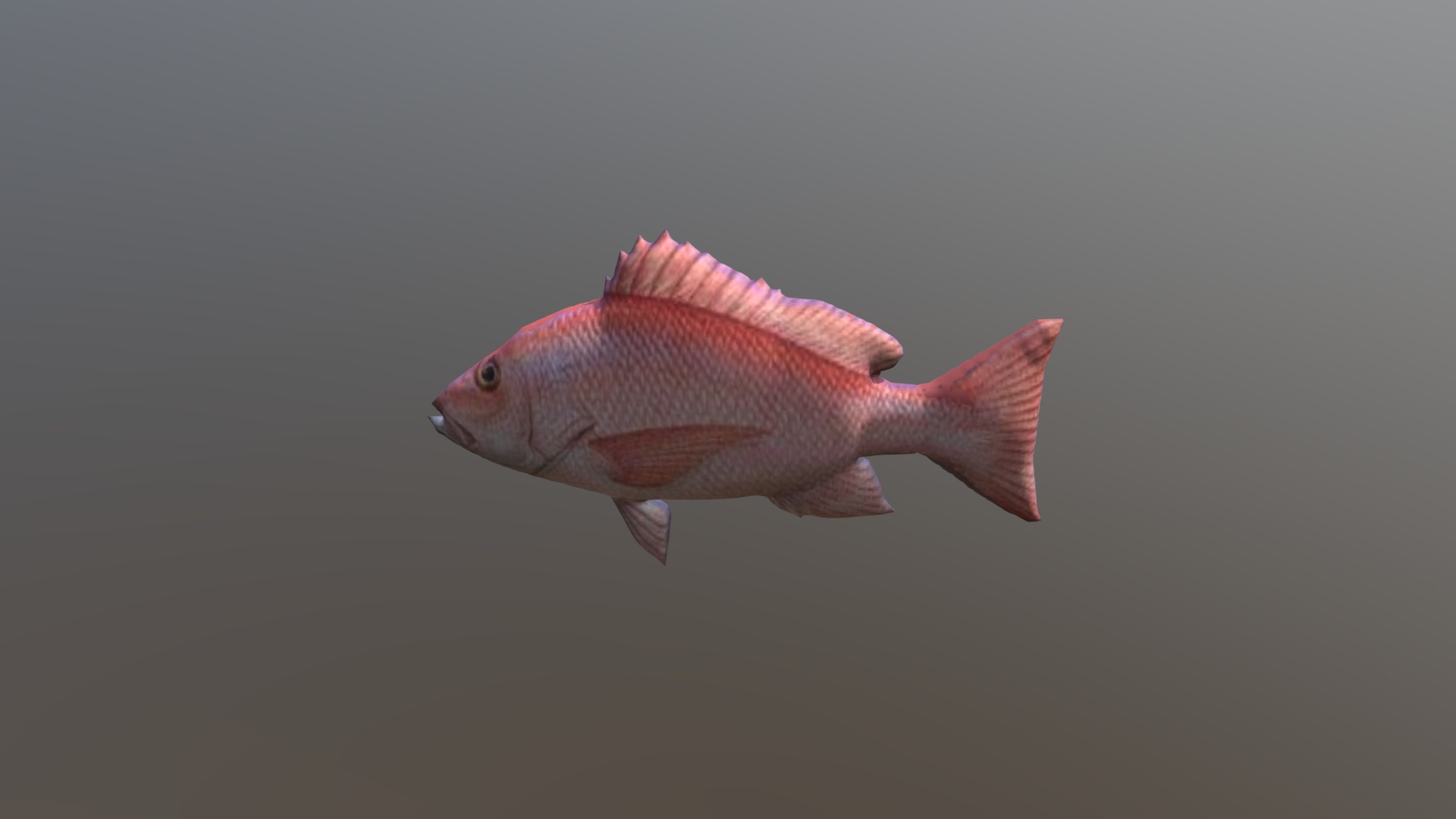 Morfologi Ikan 2 - 3D model by hasradi [c5b95bf] - Sketchfab