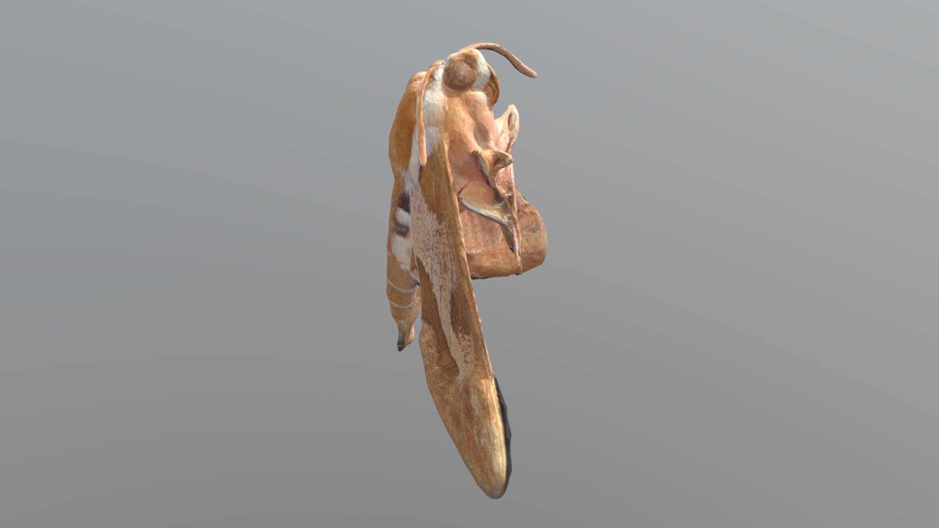 Sphinx De L'euphorbe Papillon 2 - Download Free 3D model by Tavernier ...