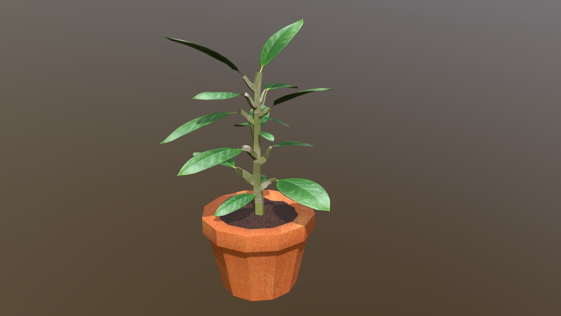 Rubber Tree - 3D model by jackgkinzig [c5c13b1] - Sketchfab