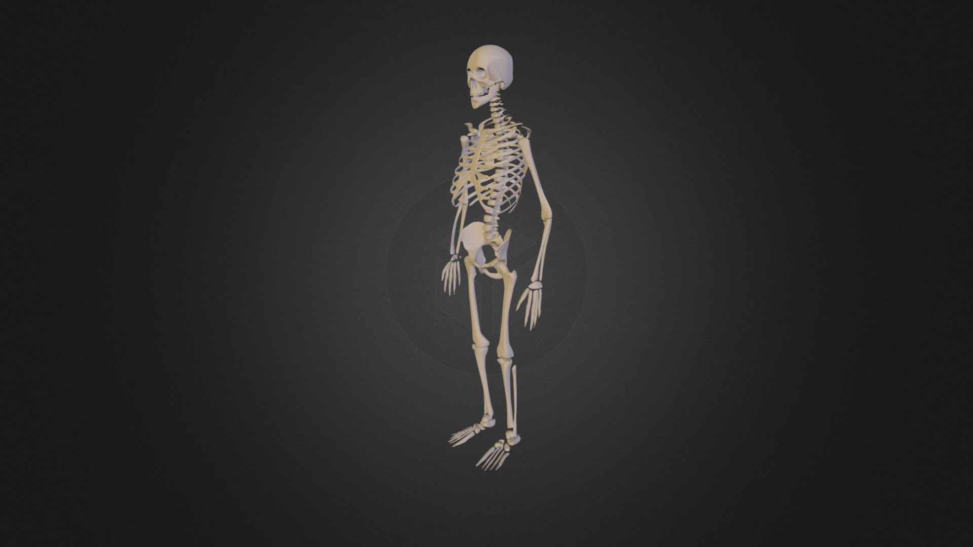 Skeleton - Download Free 3D model by Huargenn [c5c2062] - Sketchfab