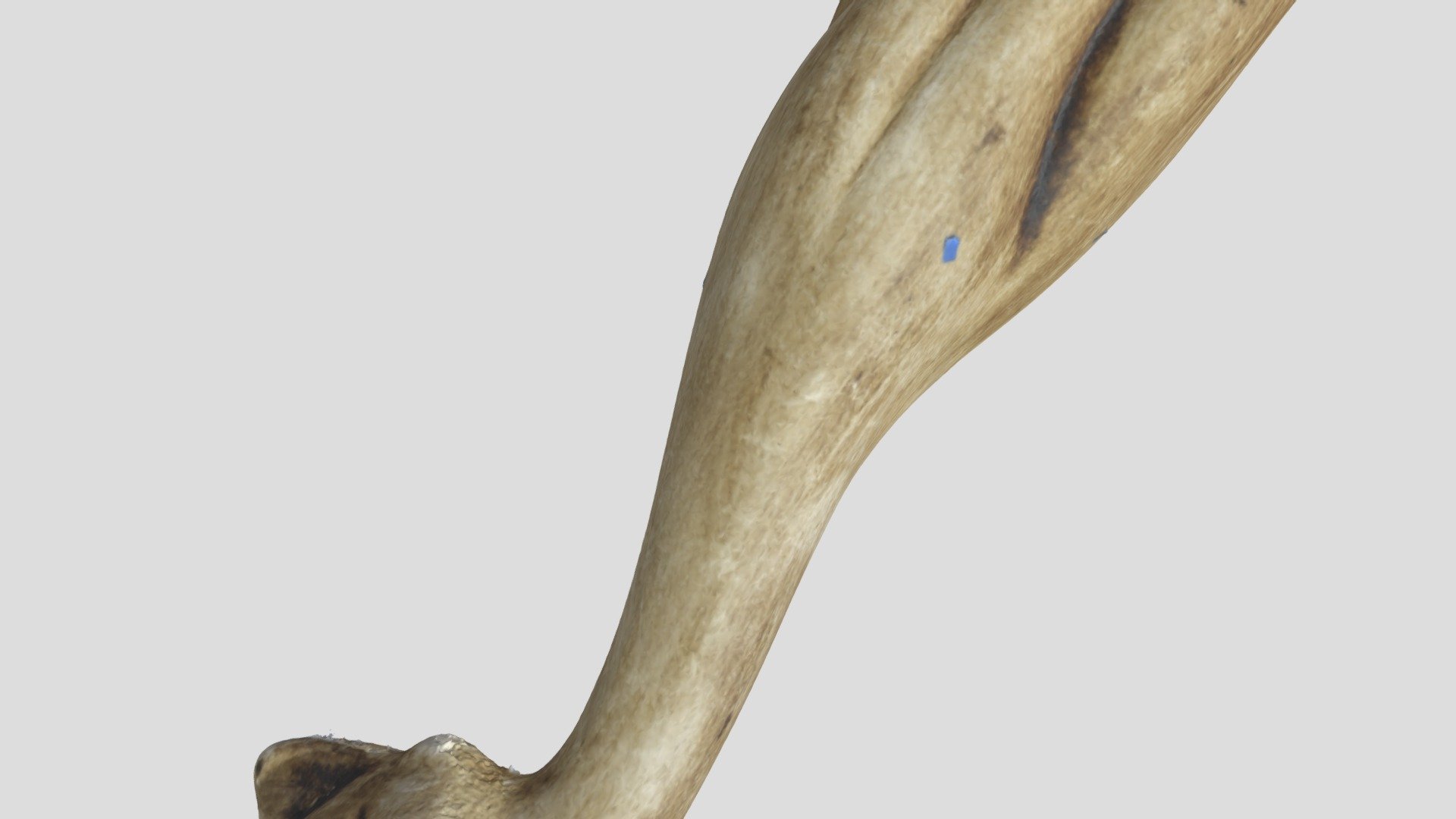 GATO - 3D model by eder.torrest [c5c2a92] - Sketchfab