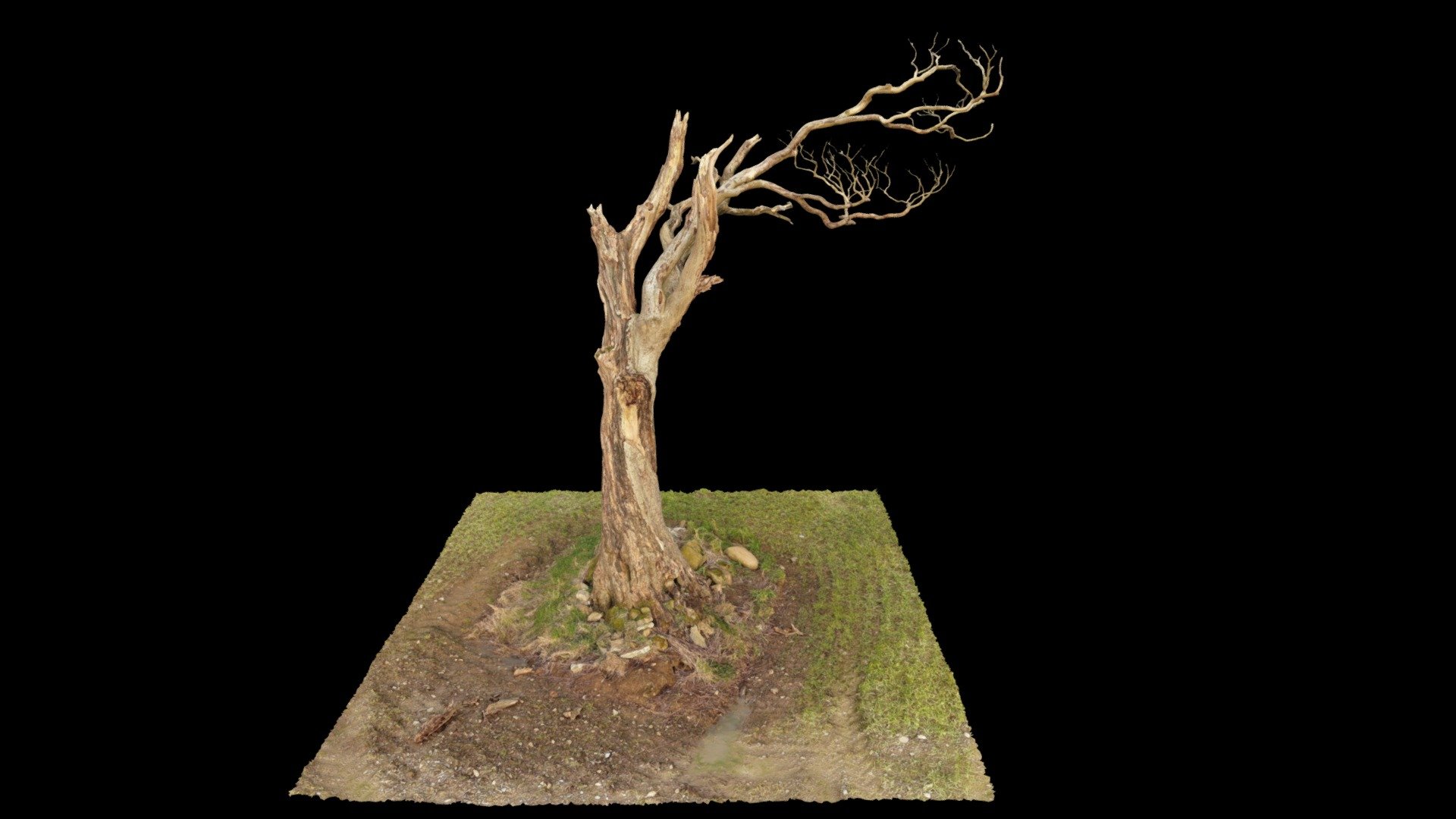 Coach Corner Tree - 3D model by Digital Twin Survey (@DFerris) [c5caf2c ...