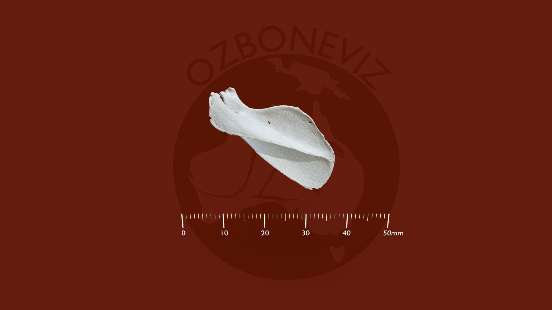 Ringtail possum scapula - 3D model by Ozboneviz [c5ce288] - Sketchfab