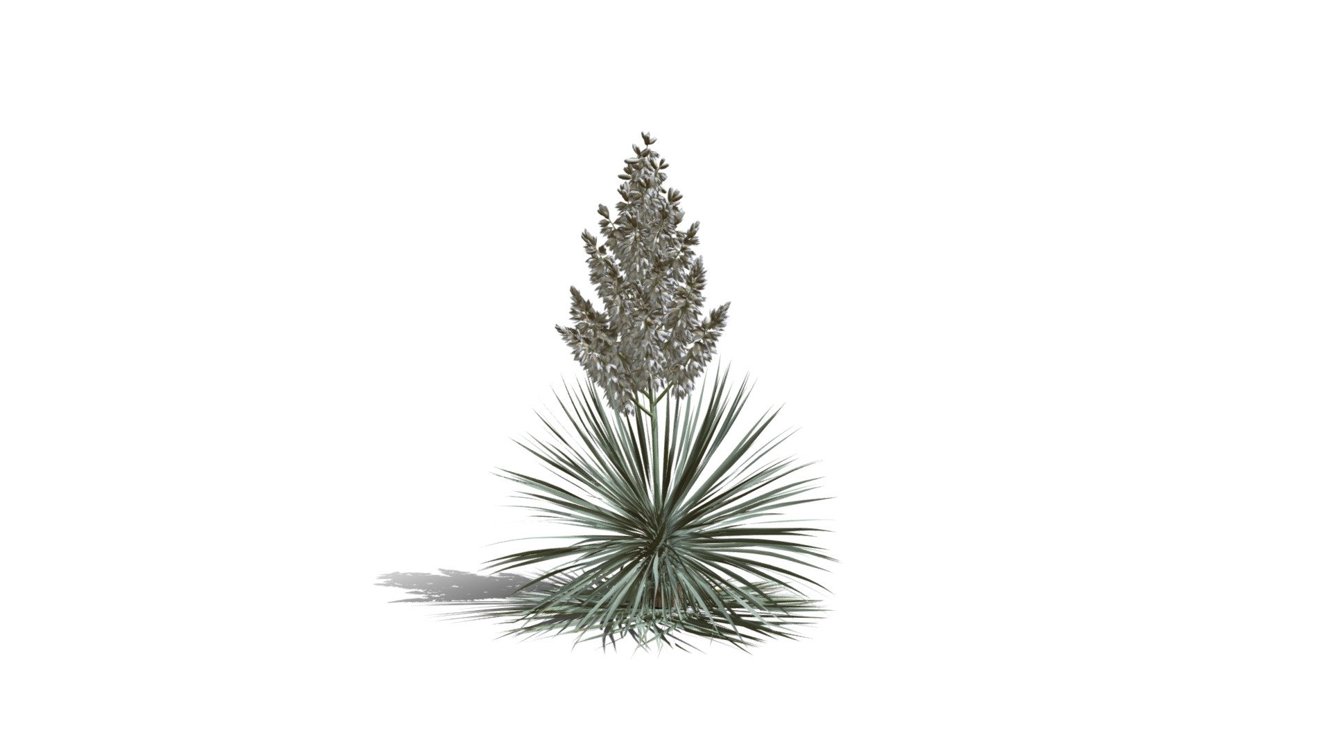Realistic HD Beaked yucca (6/30) - Buy Royalty Free 3D model by ...