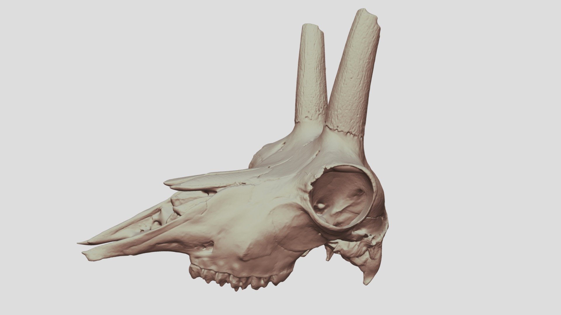 Shari Sheep skull - 3D model by University of Sarajevo - Veterinary ...