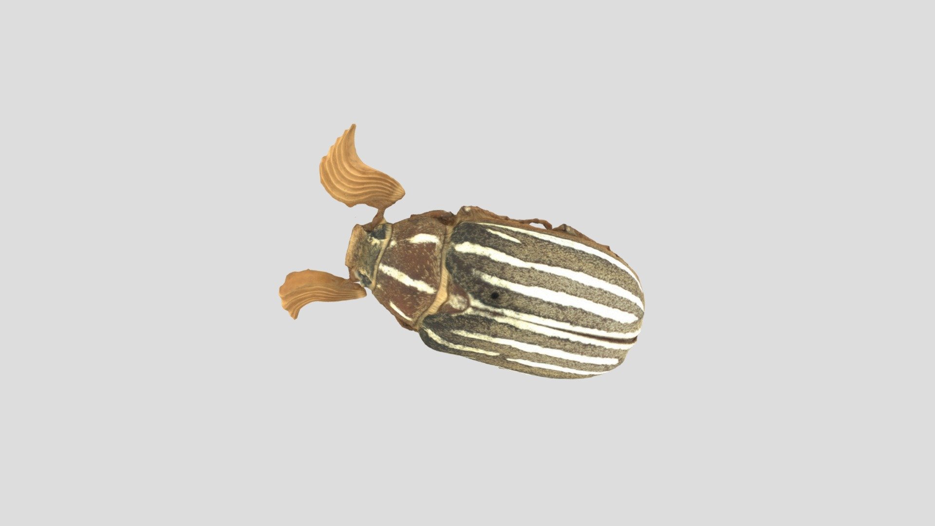 10 Lined June Beetle Ent 311 - 3D model by simonmax [c5cfe5e] - Sketchfab