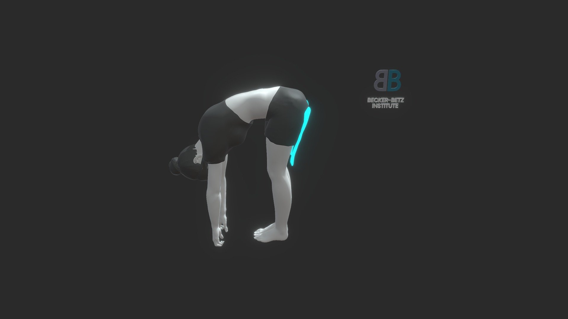 Hamstrings_7_FEMALE - 3D model by BeckerBetz [c5d0e13] - Sketchfab