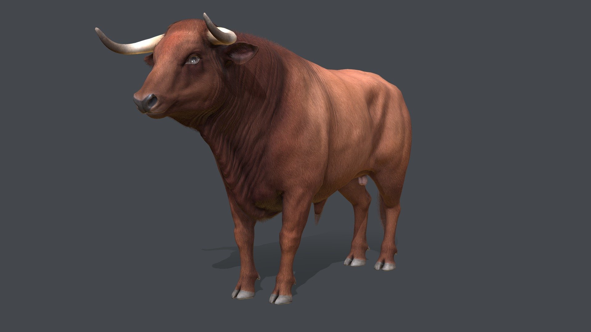 Bull animations v02 - Buy Royalty Free 3D model by RedDeer (@billl90 ...