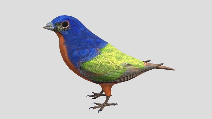 Bunting 3D models - Sketchfab