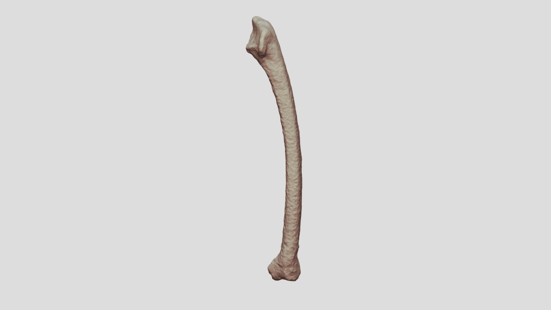Ulna - 3D model by Binghamton Anthropology (@BinghamtonAnthropology ...