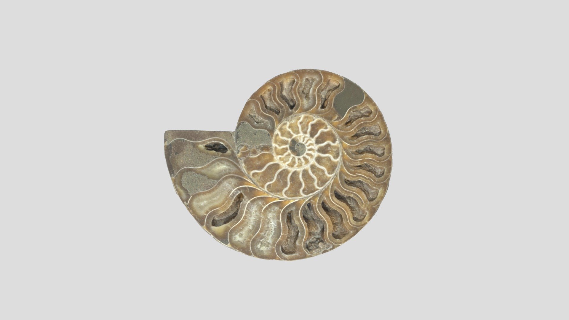 Ammonite fossil - Aioloceras (L48A) - 3D model by Hong Kong Science ...