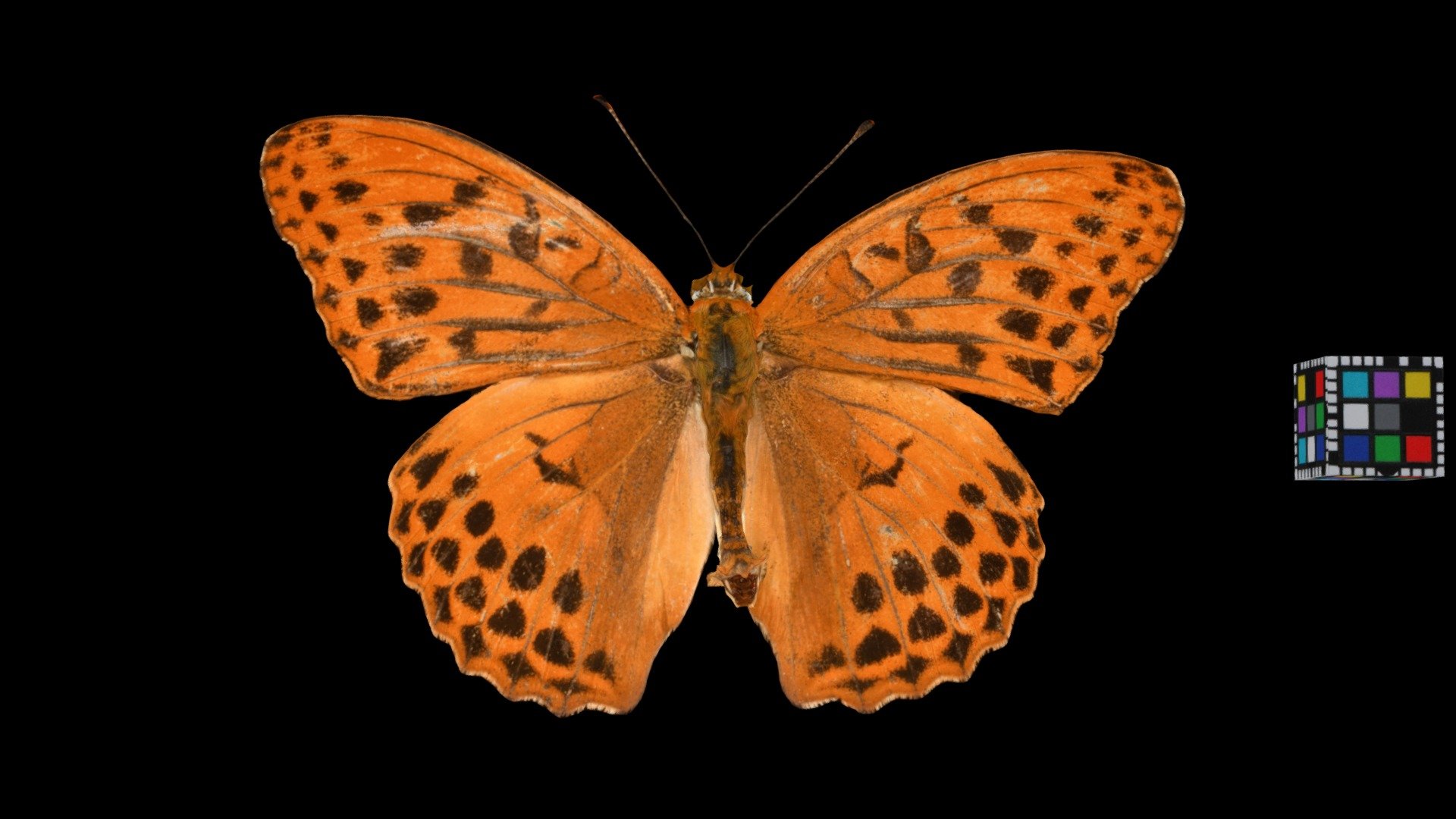 CC0 メスグロヒョウモン 🦋 ♂ Black-female Fritillary - Download Free 3D model by ...