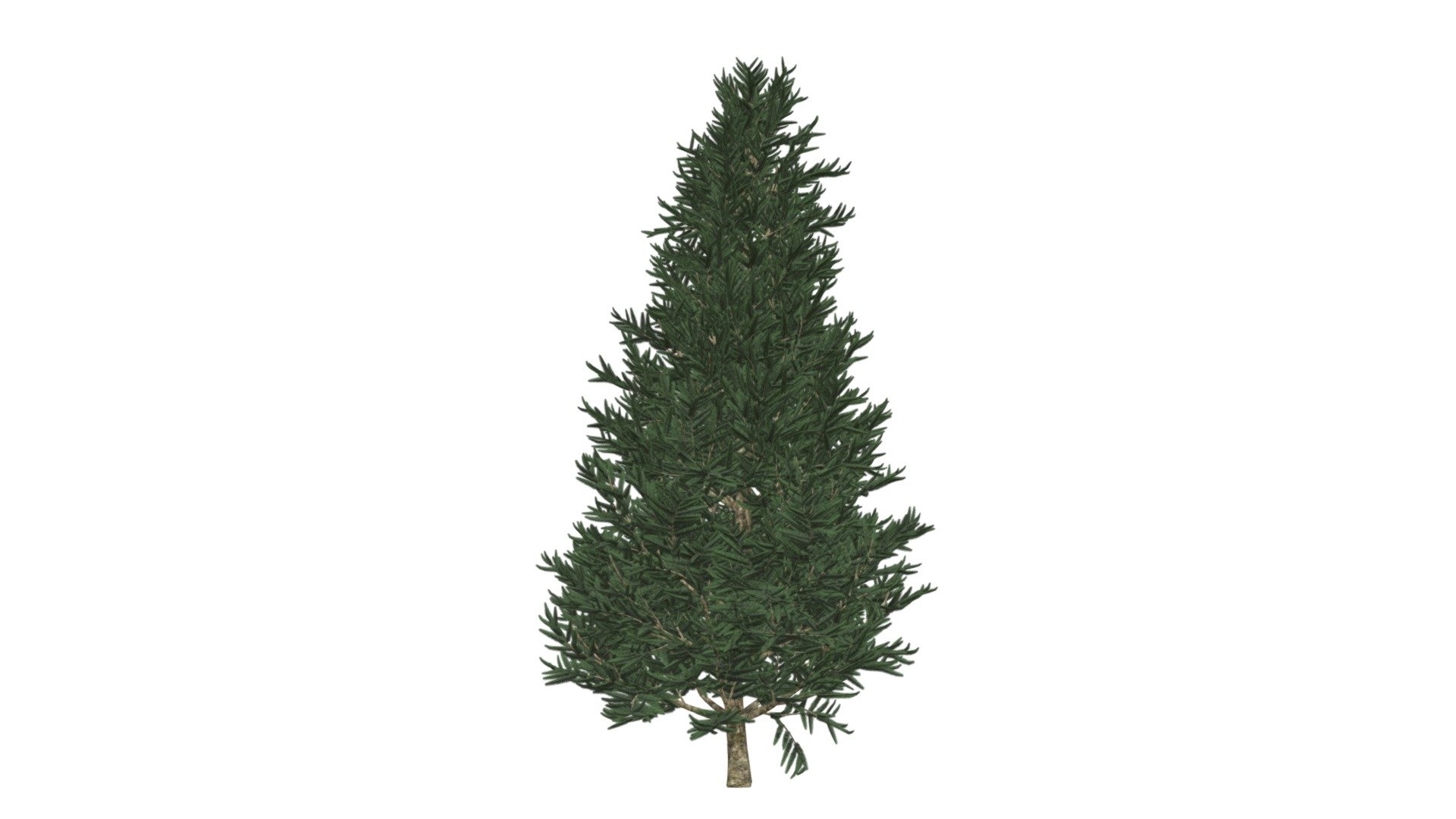 Fraser Fir Tree #05 - Buy Royalty Free 3D model by meshshape [c5f4d36 ...