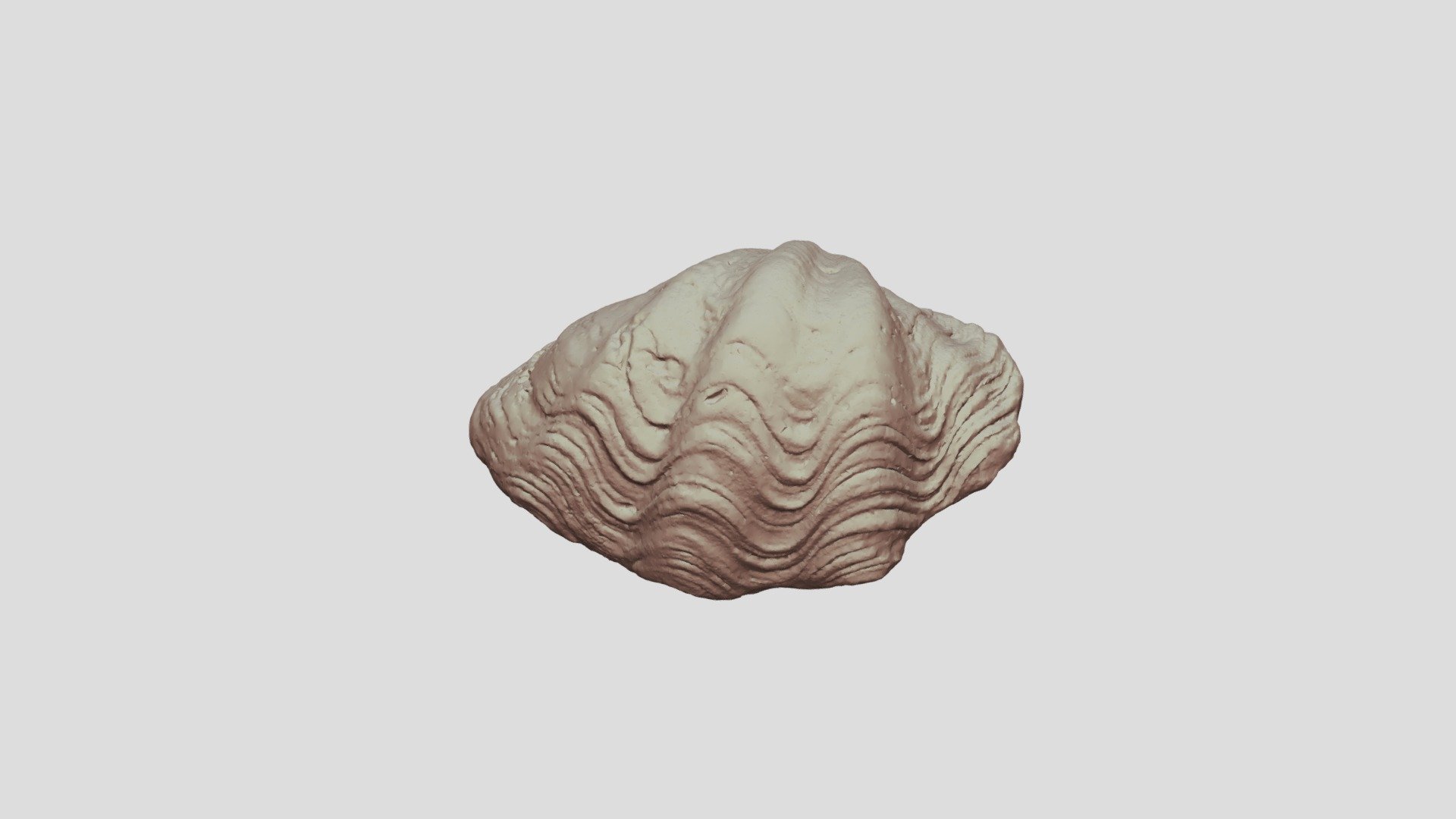 Clam Shell As Is - 3D model by 3DMEK [c5f7886] - Sketchfab