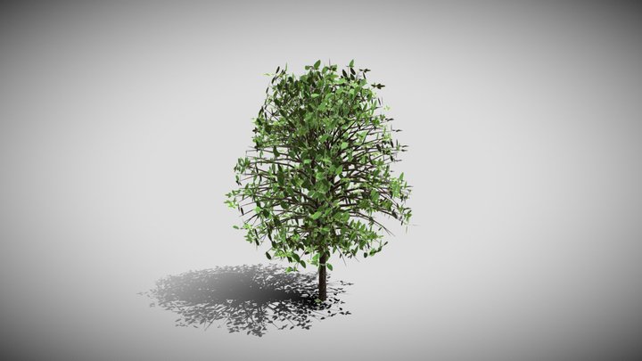 Tulsi 3D models - Sketchfab